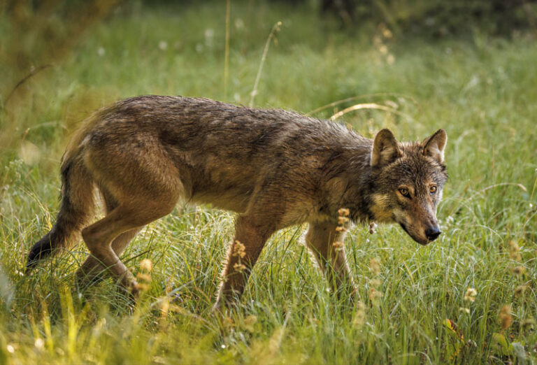 Magazines | Cottage Life